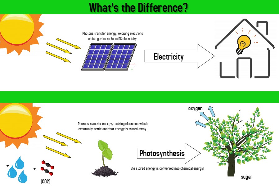 Solar Cells & Plant Cells: Converting Solar Energy – Sungenia Solar